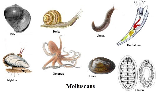 General Characters of phylum Mollusca: – Natural Science