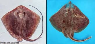 What is Raja or skate? – Natural Science
