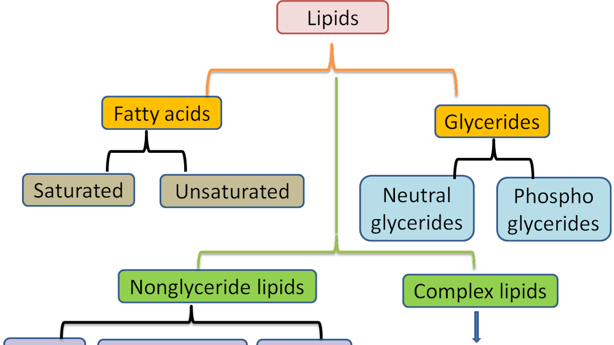 What is Lipids: – Natural Science